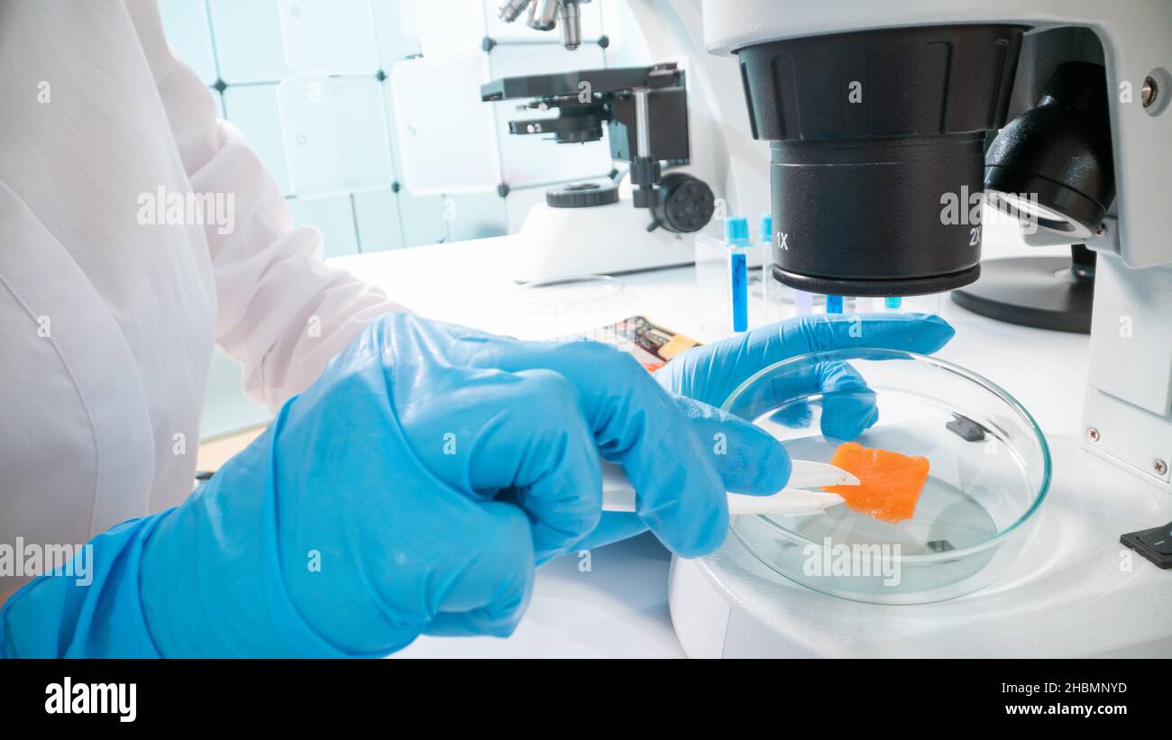 Inspection of meat and fish quality in the food quality laboratory ...