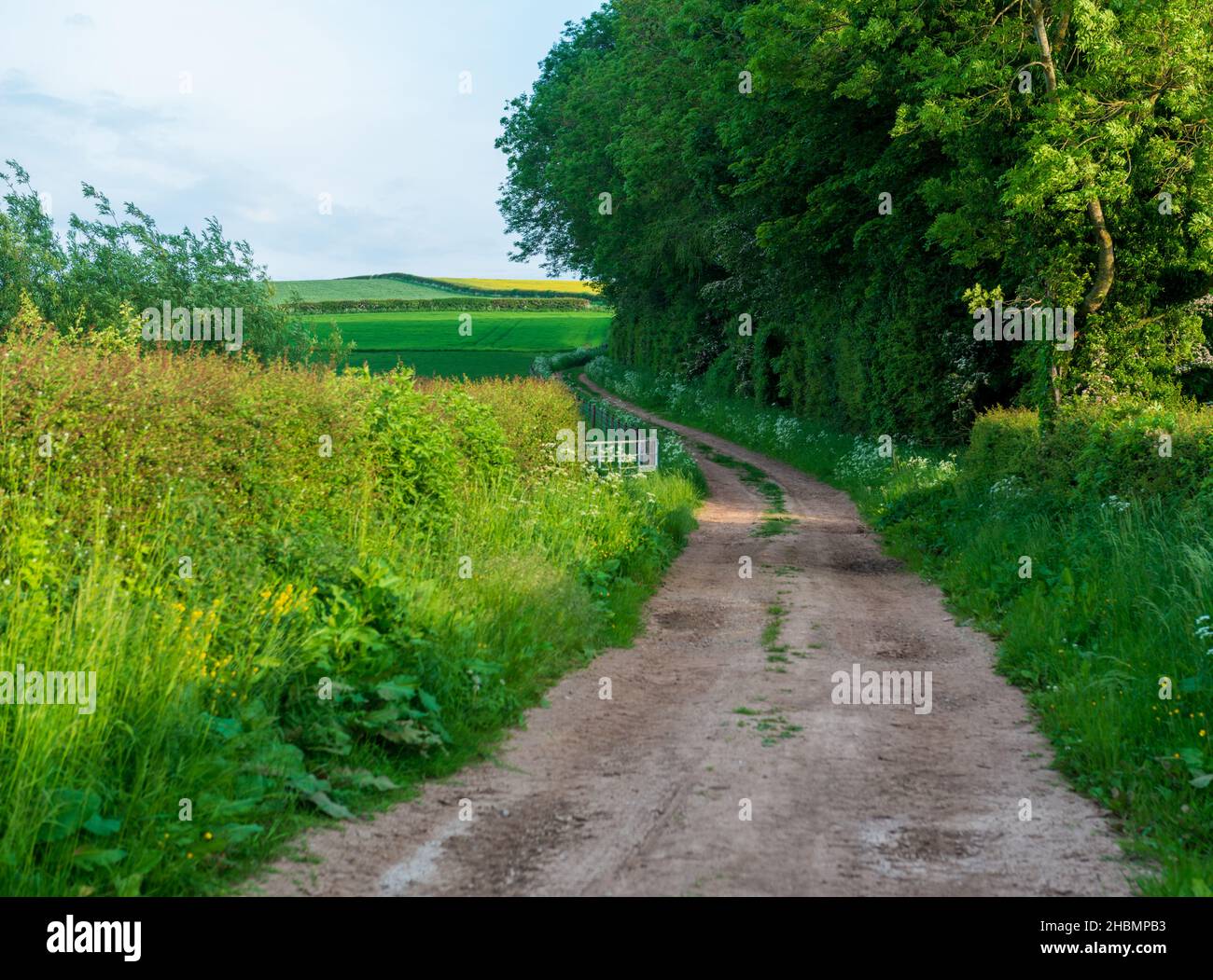 Summer view of a farm track running between fields and woods Stock ...