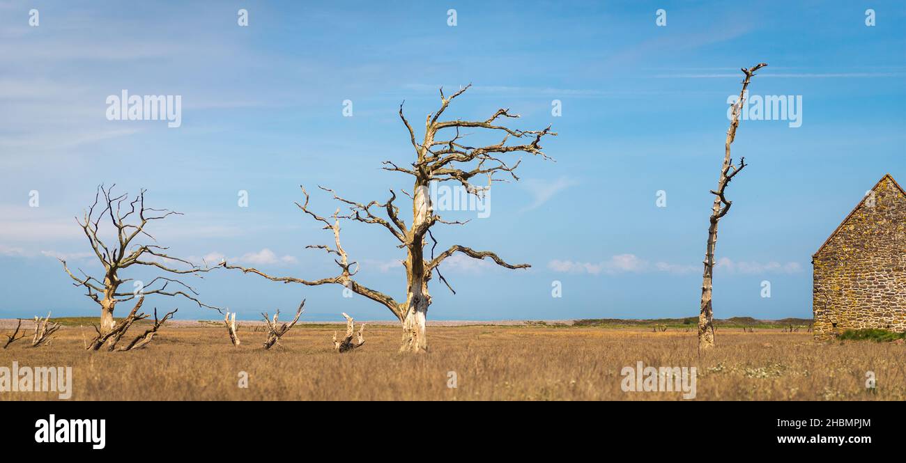 A scenic springtime view across the salt marshes in Porlock Bay in ...
