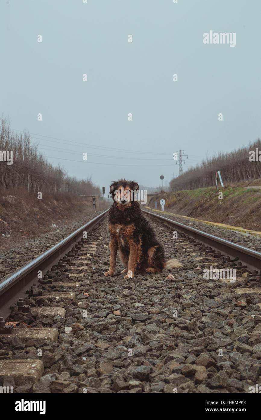 Lost look on dog hi-res stock photography and images - Alamy