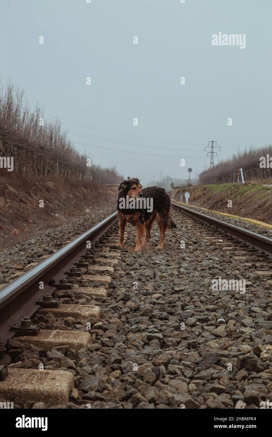 abandoned and lonely dog, sad and homeless on the train tracks Stock ...