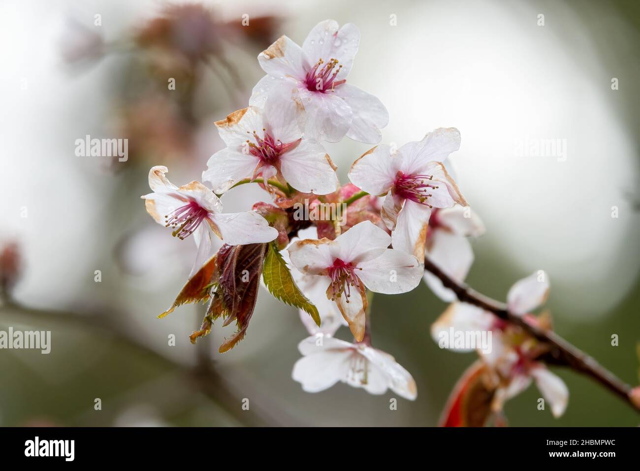 Prunus nipponica hi-res stock photography and images - Alamy