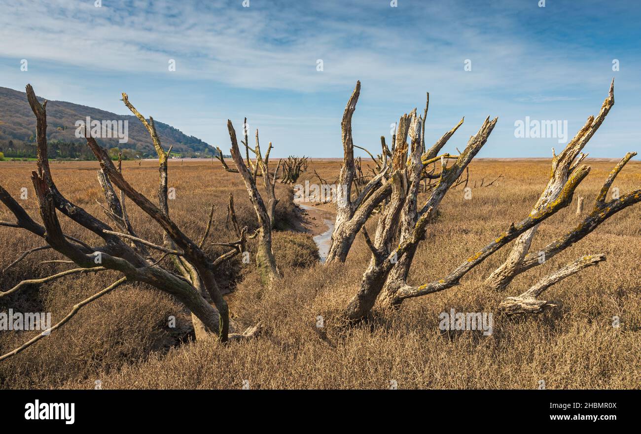 A scenic springtime view across the salt marshes in Porlock Bay in ...