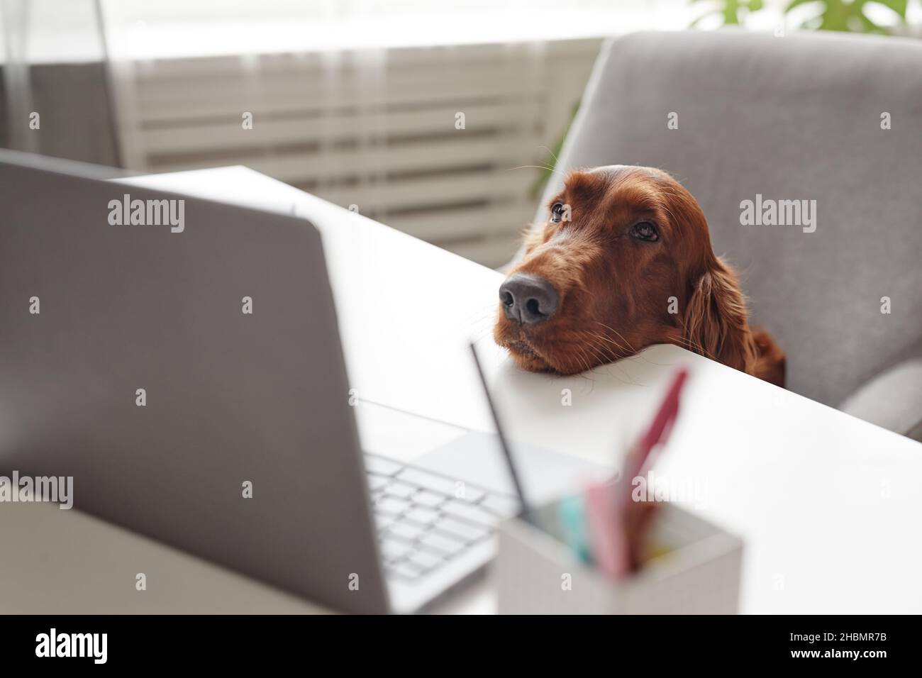 Portrait of cute dog looking laptop at screen while sitting at desk in ...