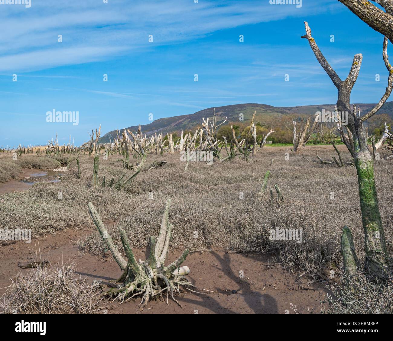 A scenic springtime view across the salt marshes in Porlock Bay in ...
