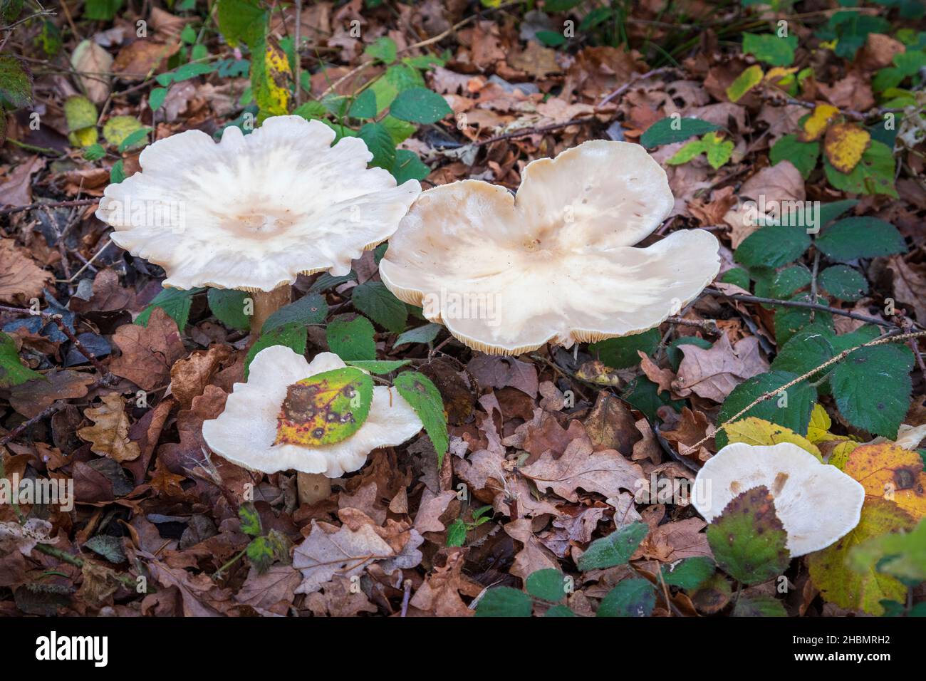 Giant Funnel (Leucopaxillus giganteus) mushrooms in the forest ...