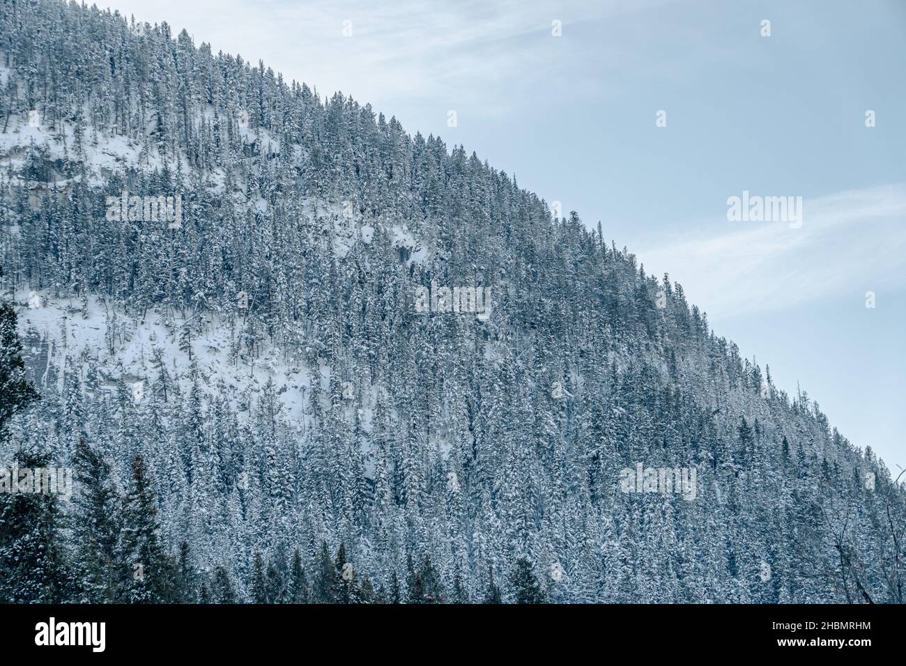 Snow covered snow forest trees on the side of a mountain Stock Photo ...