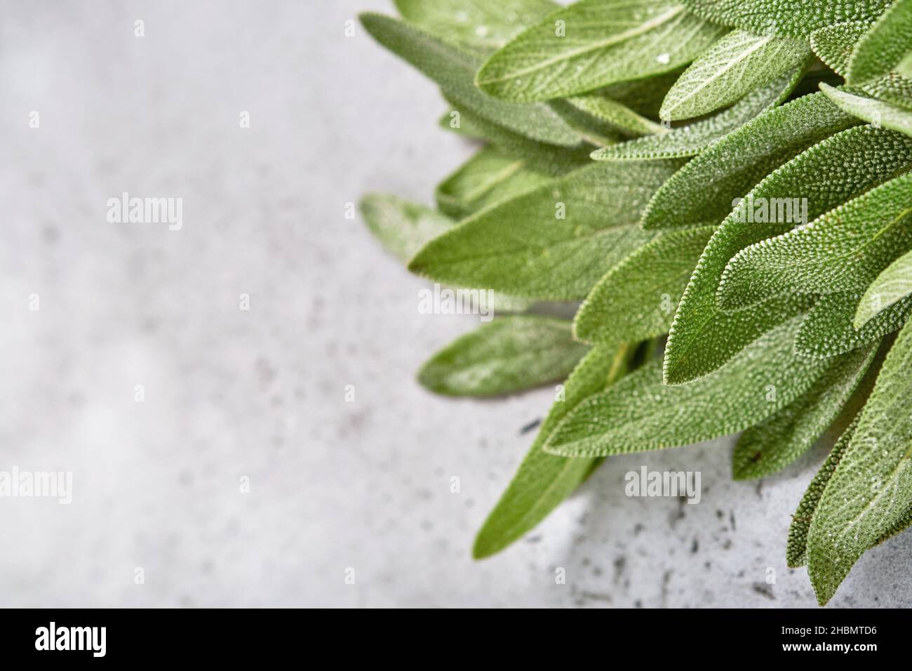Sage fresh green leaves. Herb sage abstract texture background. Nature ...