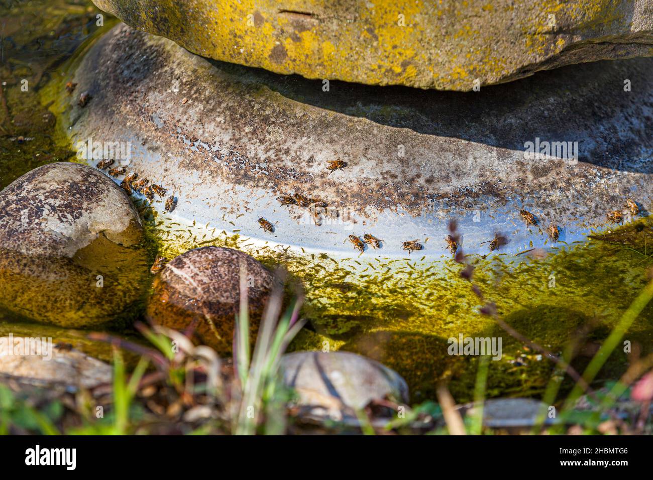 Bee drinking trough Stock Photo - Alamy