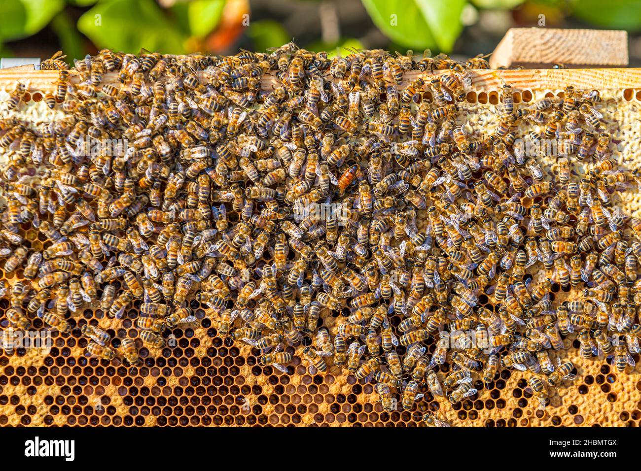 Honeycomb from zander hive Stock Photo - Alamy