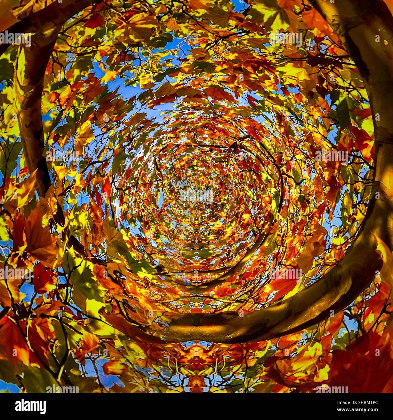 Swirl of leaves hi-res stock photography and images - Alamy