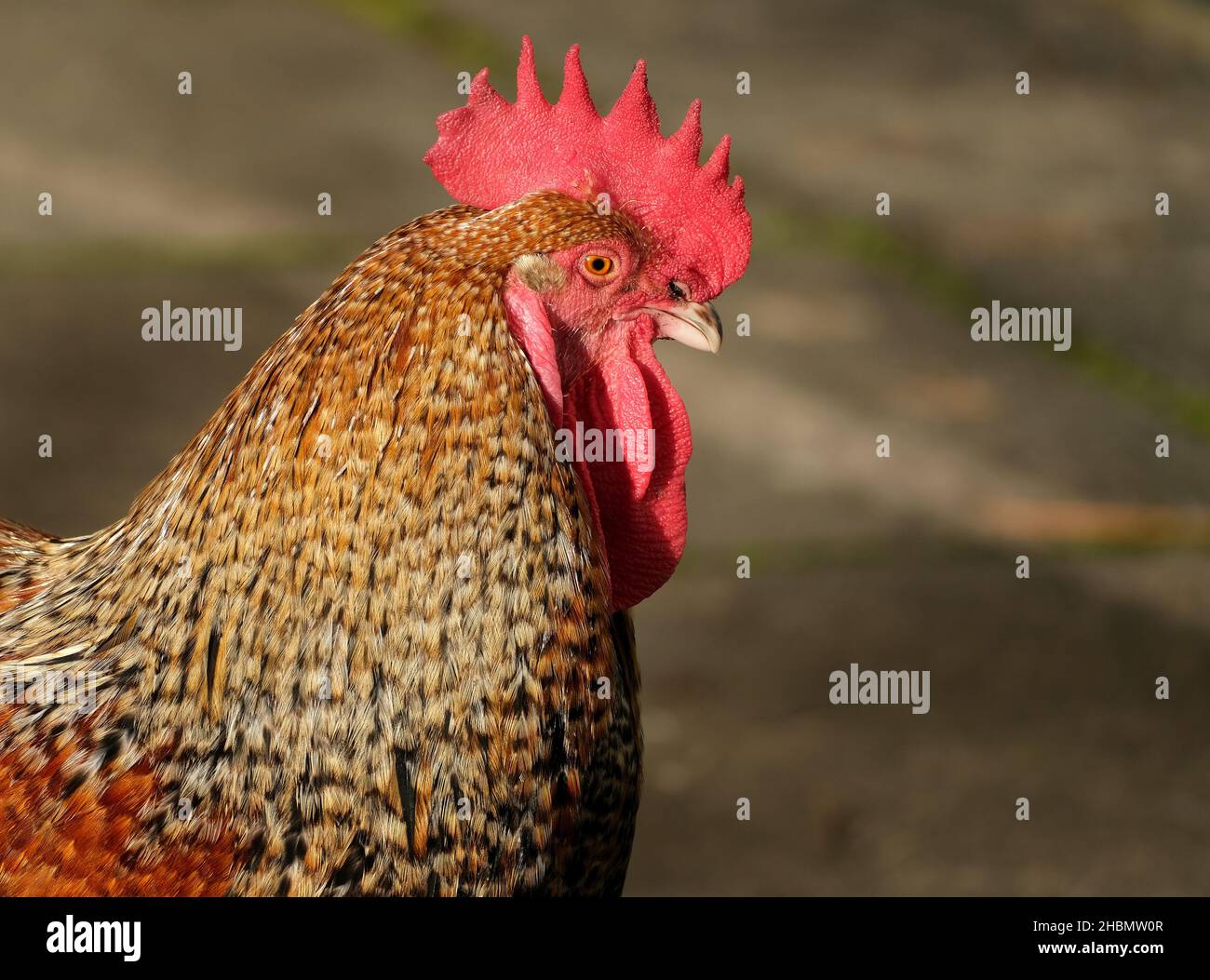 Rooster Or Cock Is A Term For An Adult Male Bird And A Younger Male