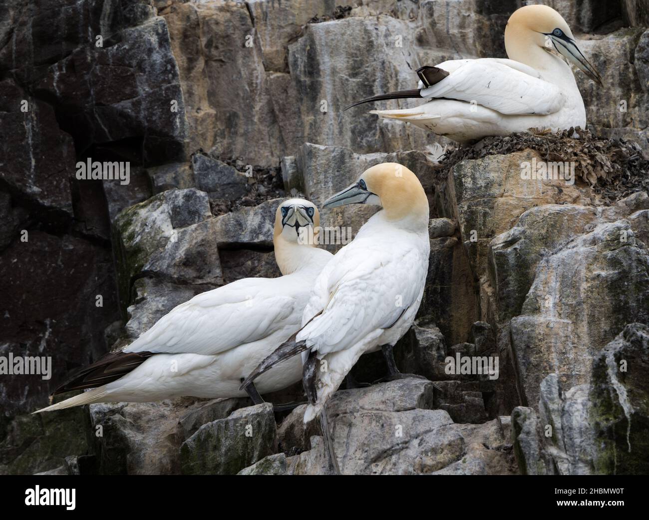 Bass rock bird reserve hi-res stock photography and images - Alamy
