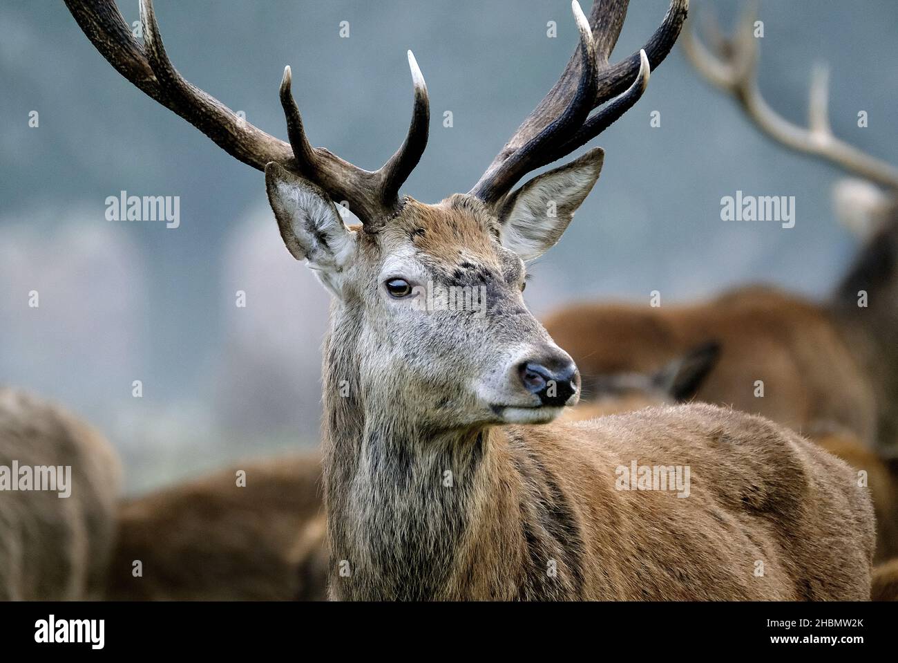Breeding country park hi-res stock photography and images - Alamy