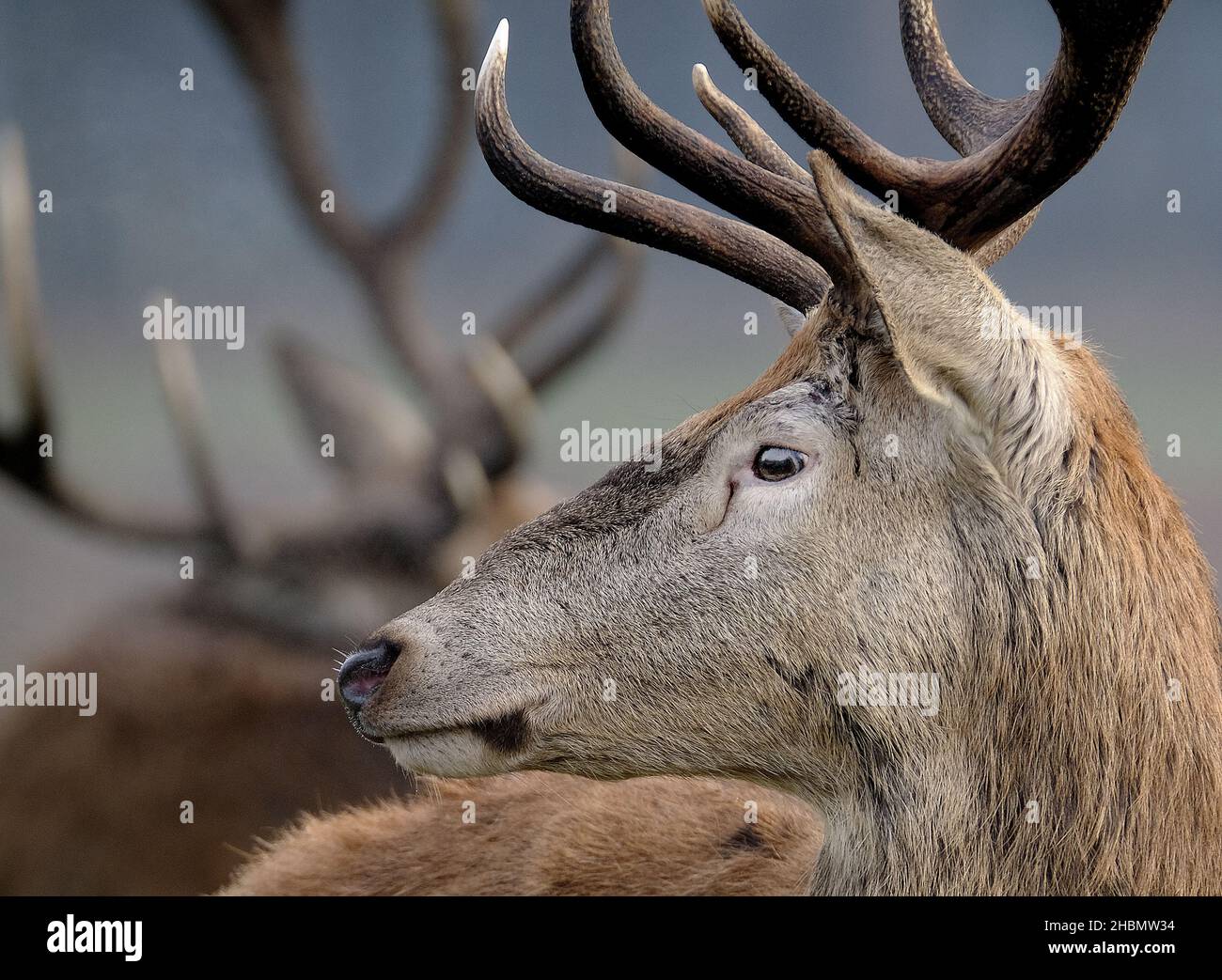 Red deer in large country park Stock Photo - Alamy