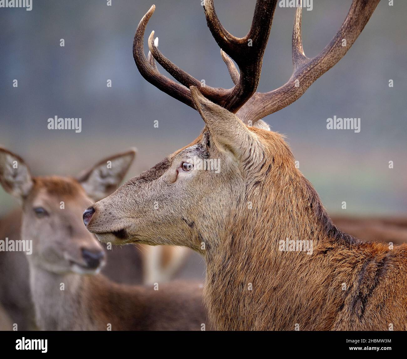 Stag mammal large countryside hi-res stock photography and images - Alamy
