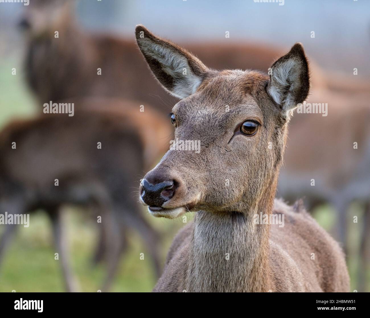 Stag mammal large countryside hi-res stock photography and images - Alamy