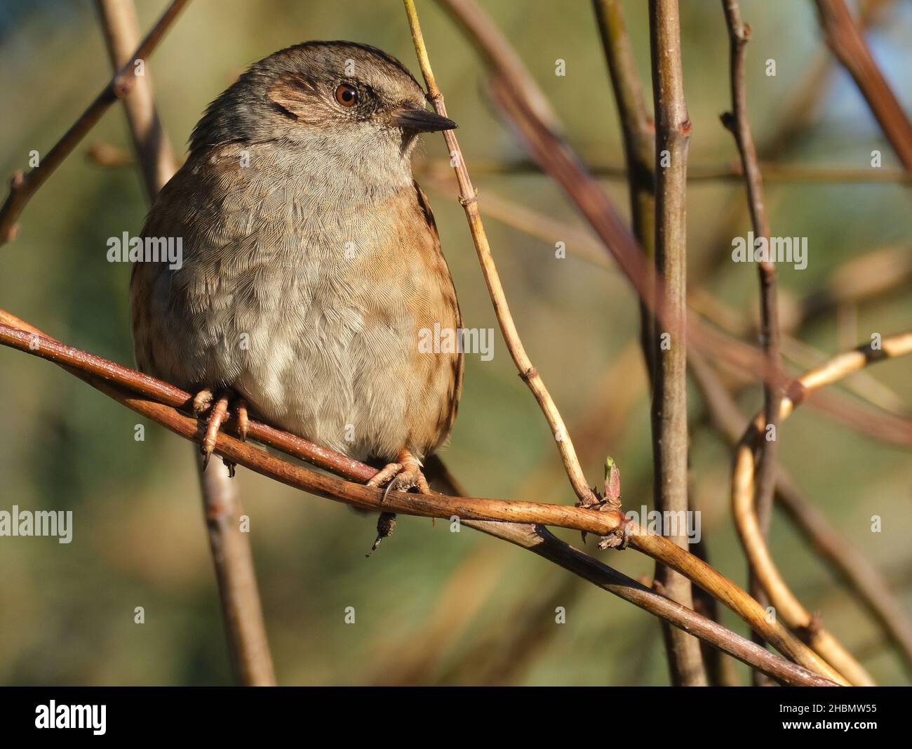 Dunnock nest hi-res stock photography and images - Alamy