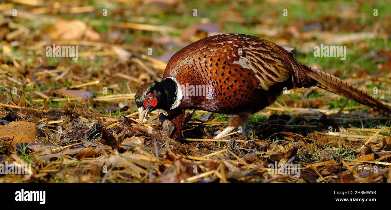Pheasants are birds of several genera within the family Phasianidae in ...