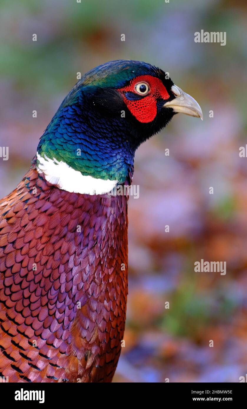 Pheasants are birds of several genera within the family Phasianidae in ...
