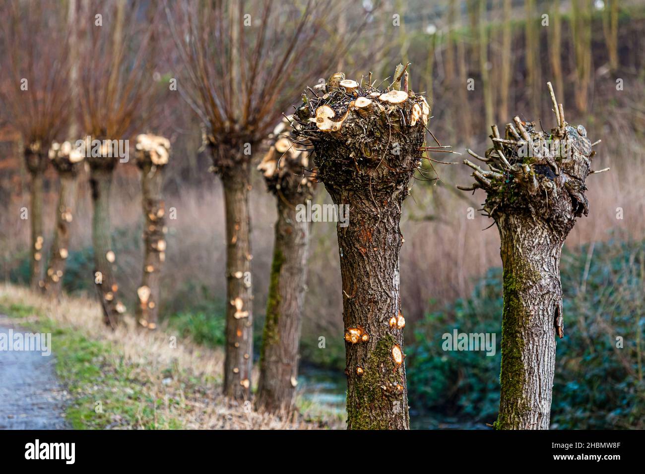 Line of pruned pollard willow trees in Grevenbroich, Germany Stock ...