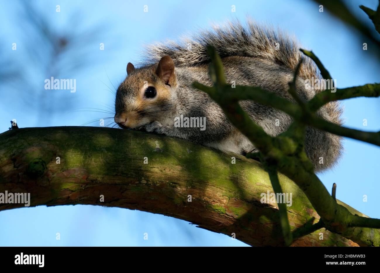 The eastern gray squirrel, also known as simply the grey squirrel, is a ...