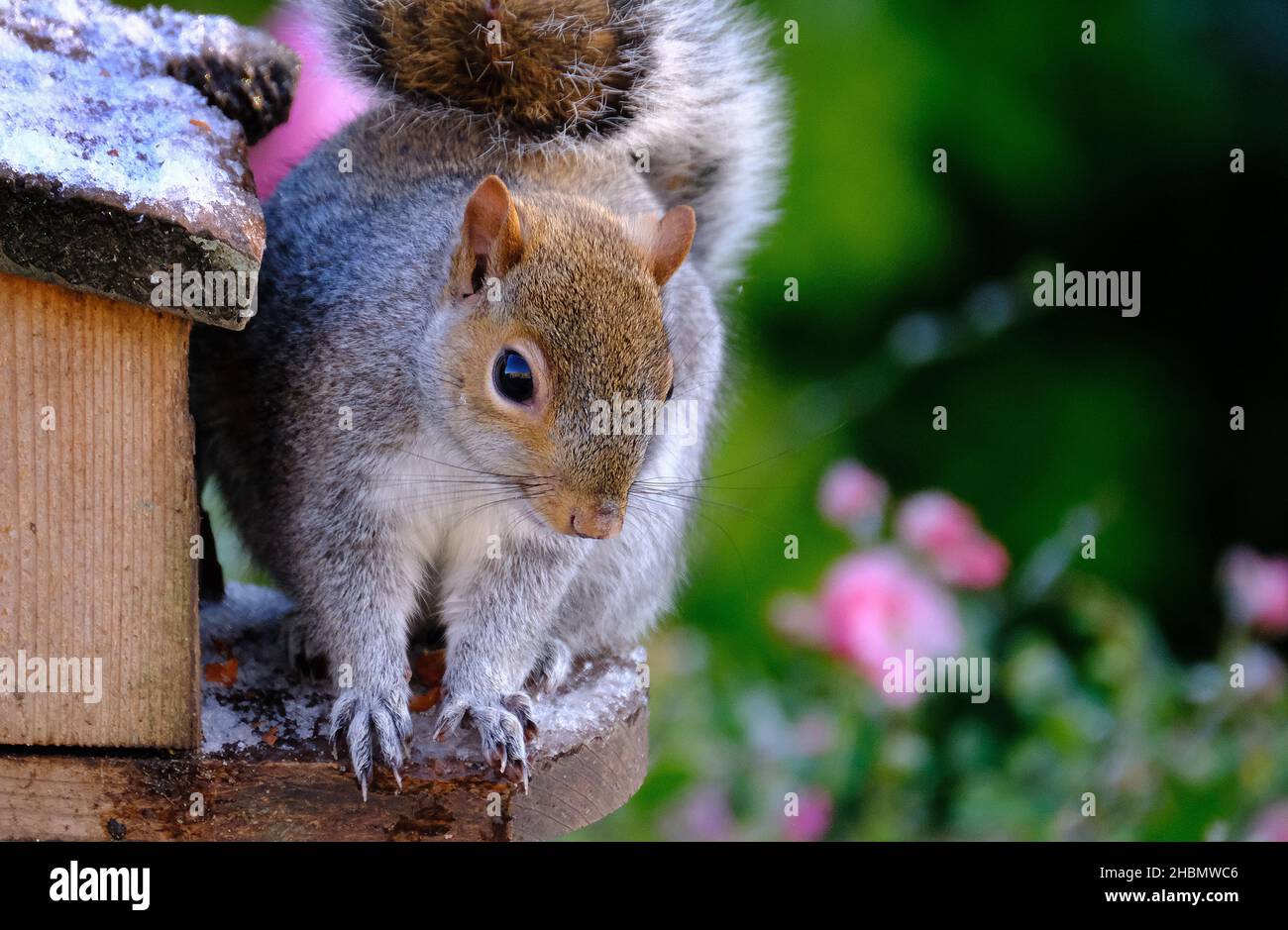 The eastern gray squirrel, also known as simply the grey squirrel, is a ...
