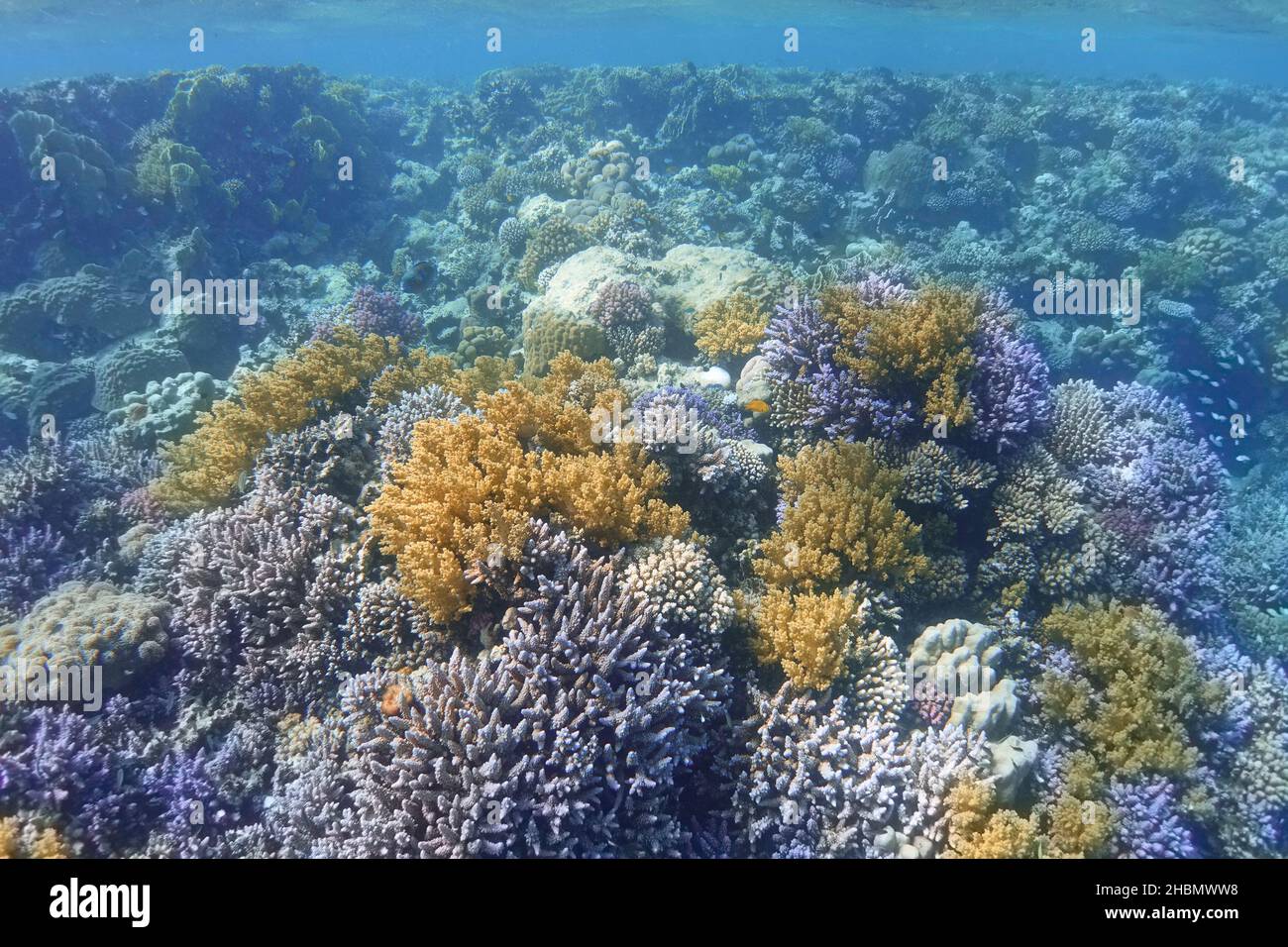 Purple coral reef australia underwater hi-res stock photography and ...