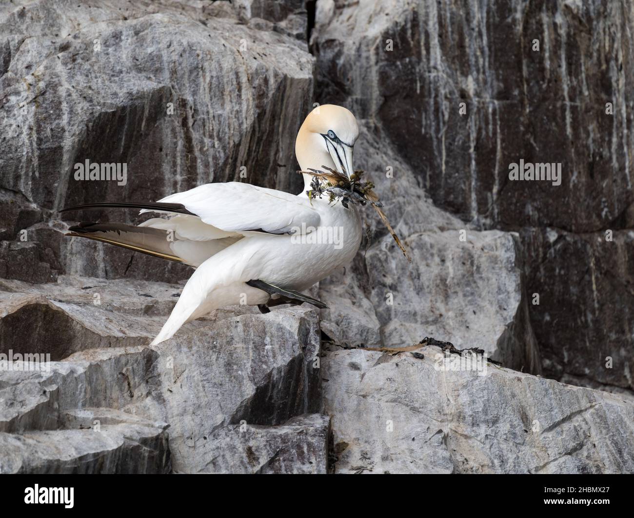 Northern gannet (Morus bassanus) with nesting material in its beak on ...