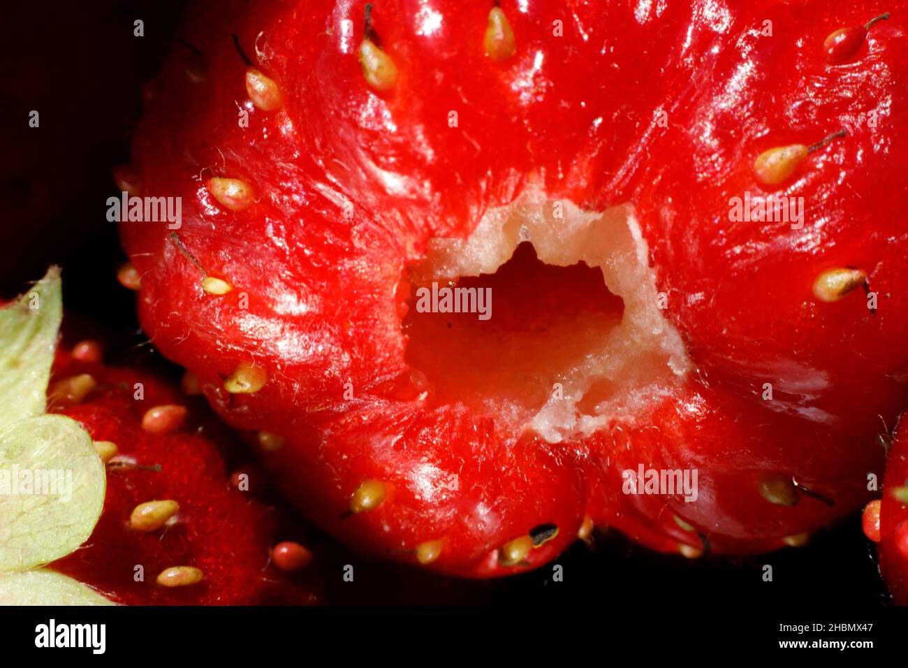Industrial cultivation of strawberry plant. Ripe red fruits strawberry ...