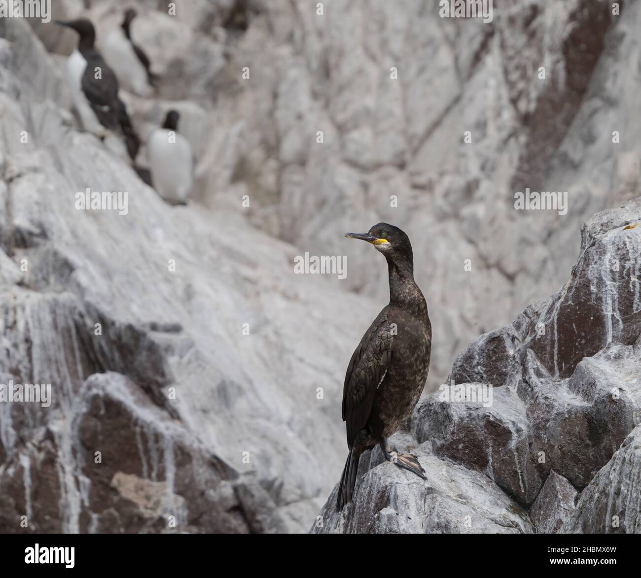 Shag bird hi-res stock photography and images - Alamy
