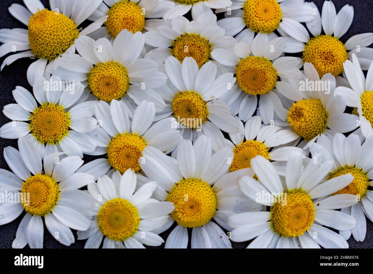 delicate daisies on a black background, place for text, copy space ...