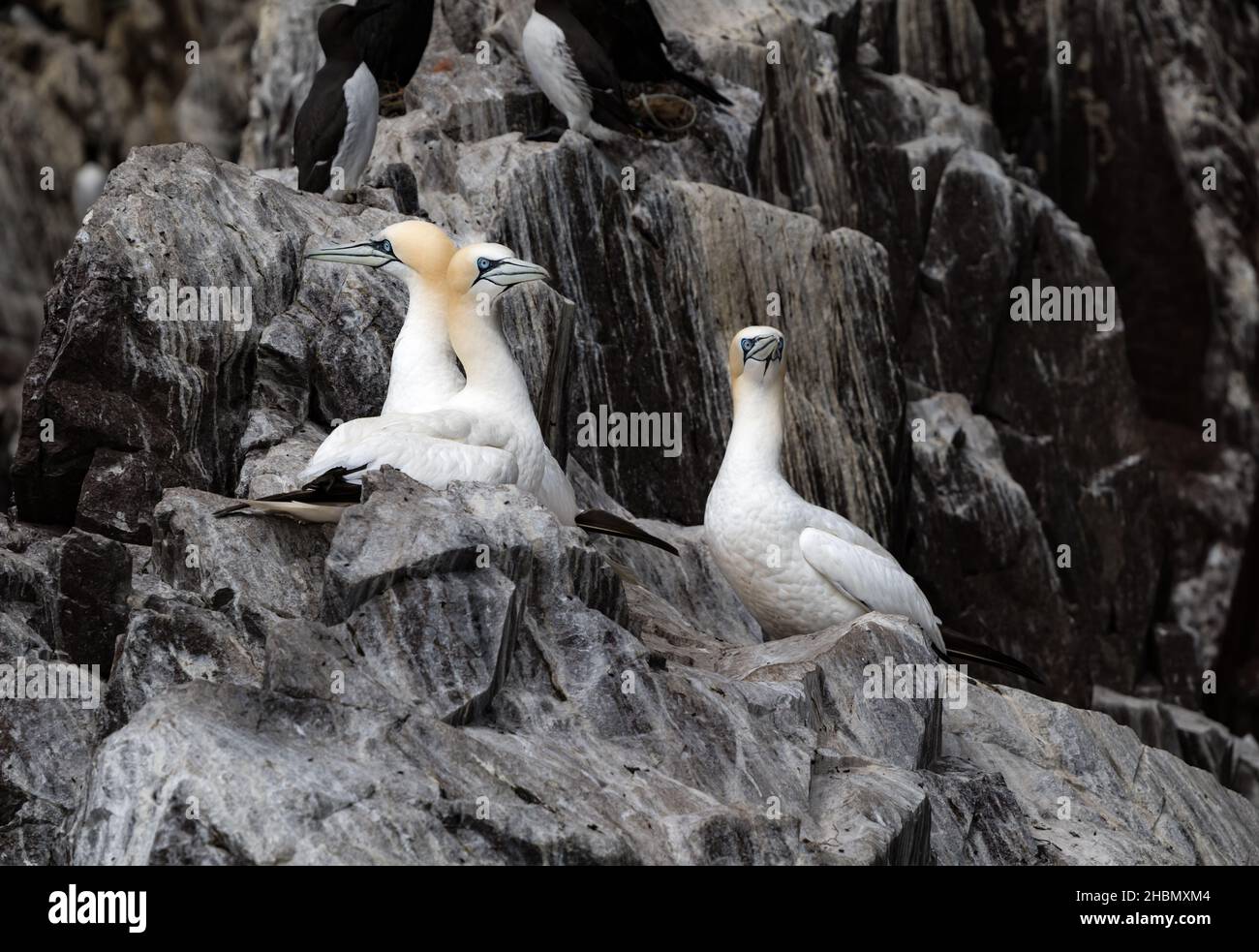 Northern gannets (Morus bassanus) on cliff during seabird breeding ...
