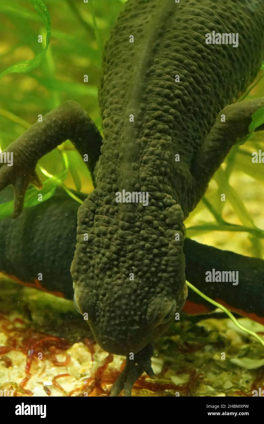 Vertical dorsal closeup on an aquatic female Japanese firebllied newt ...