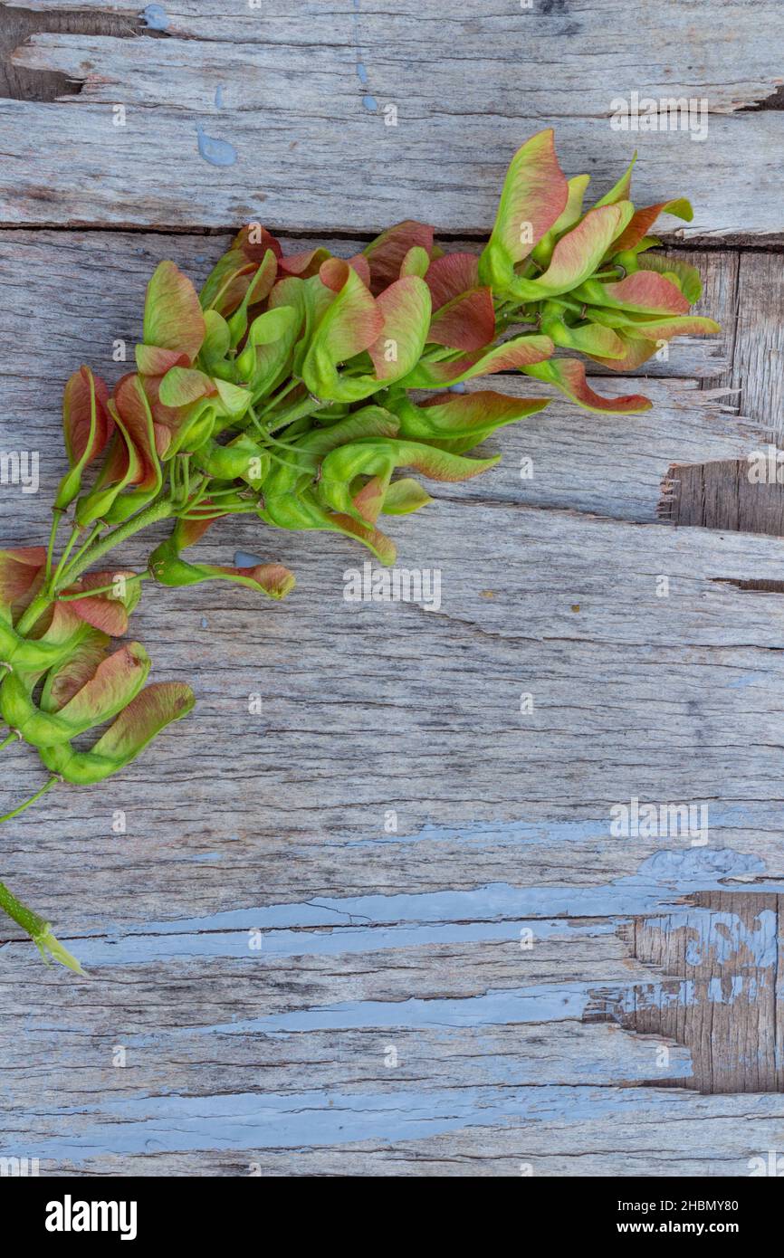 ash branch on wood old background, retro background, space for text ...