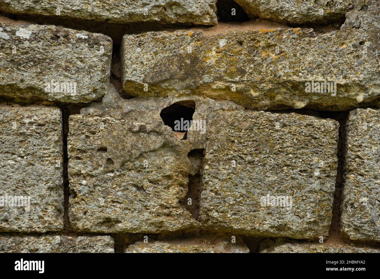 Shell limestone rock hi-res stock photography and images - Alamy