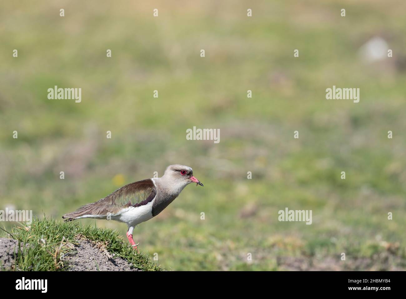 ANDEAN LAPWING (Vanellus resplendens) Beautiful specimen of a beautiful ...