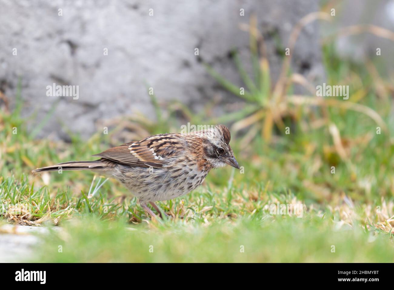 Young sparrow in grass hi-res stock photography and images - Alamy