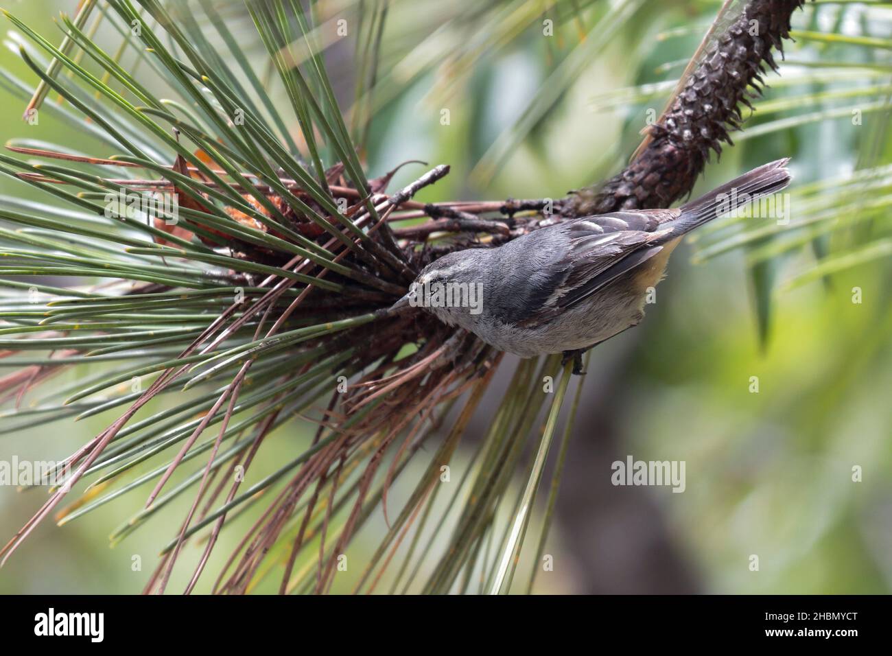 CINEREOUS CONEBILL (Conirostrum cinereum), a beautiful specimen of a ...