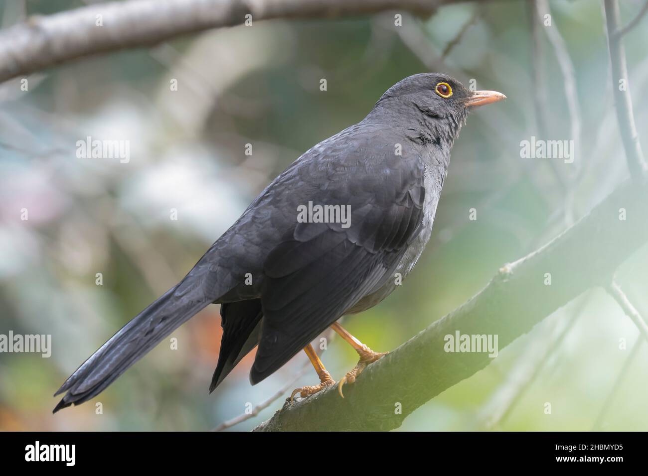 GREAT THRUSH (Turdus fuscater) standing on branch in the forest Stock ...