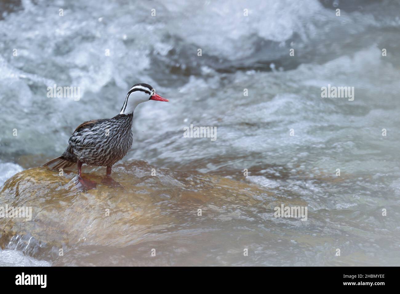 Merganetta armata hi-res stock photography and images - Alamy