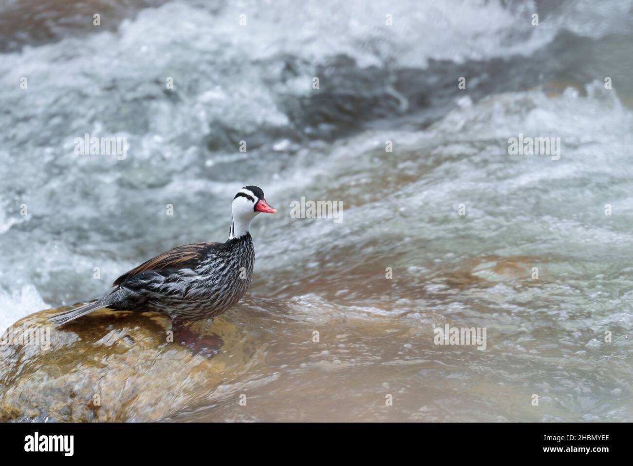 Torrent duck male hi-res stock photography and images - Alamy