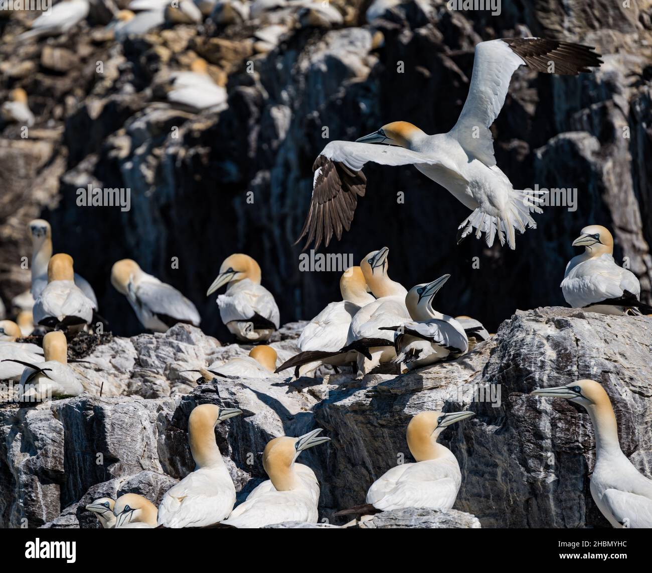 Northern gannets (Morus bassanus) on cliff during seabird breeding ...