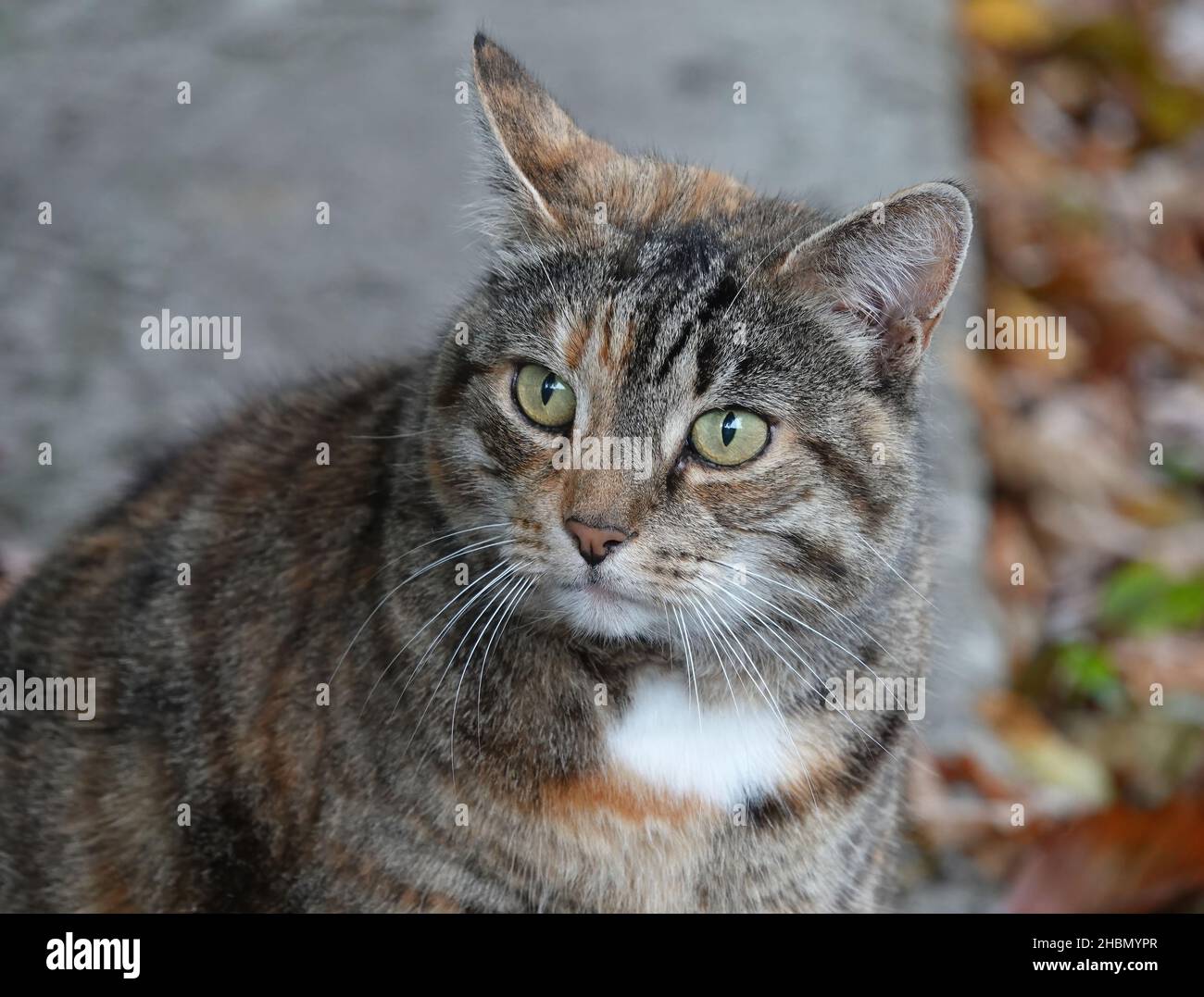 A high angle shot of a cat in a park during the day Stock Photo - Alamy