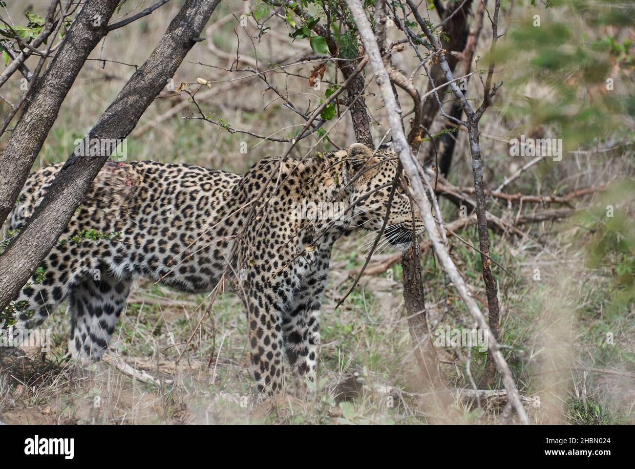 heaviliy wounded female leopard, Panthera pardus, stalking injured ...