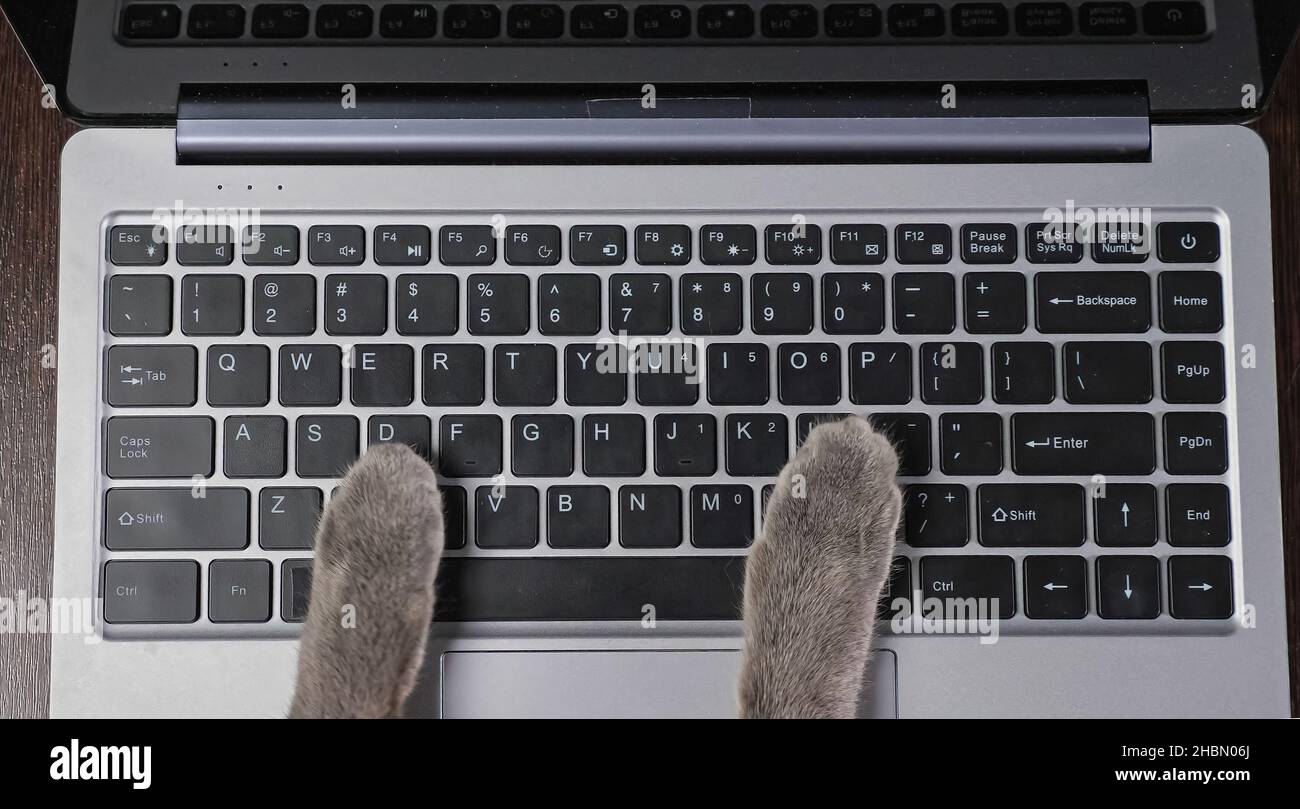 Cat presses buttons on laptop keyboard distracting from work Stock ...