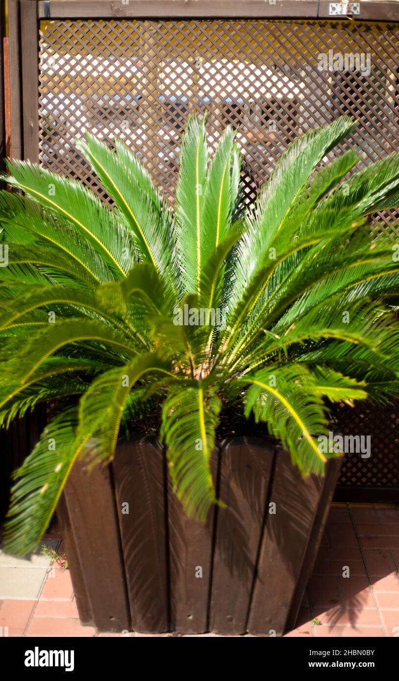 Palm tree in pot hi-res stock photography and images - Alamy