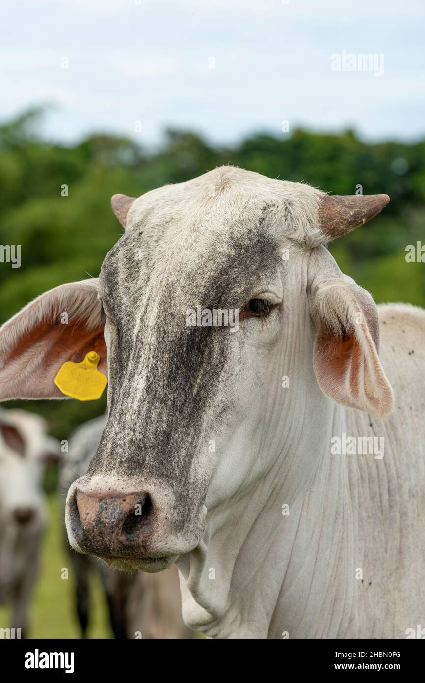 White Brahman Beef cattle standing by a fence, looking at the camera ...