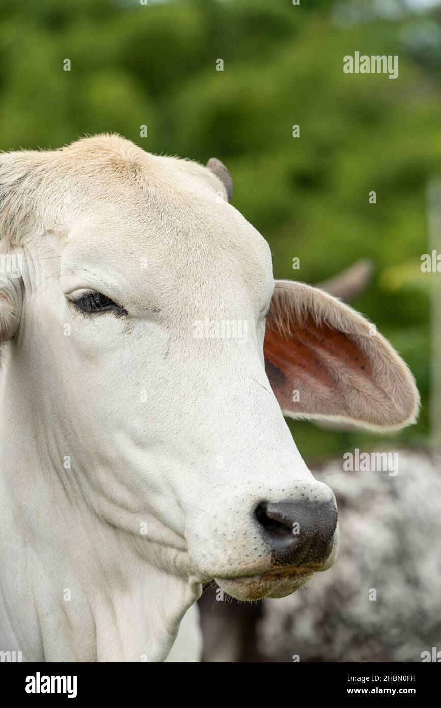 White Brahman Beef cattle standing by a fence, looking at the camera ...