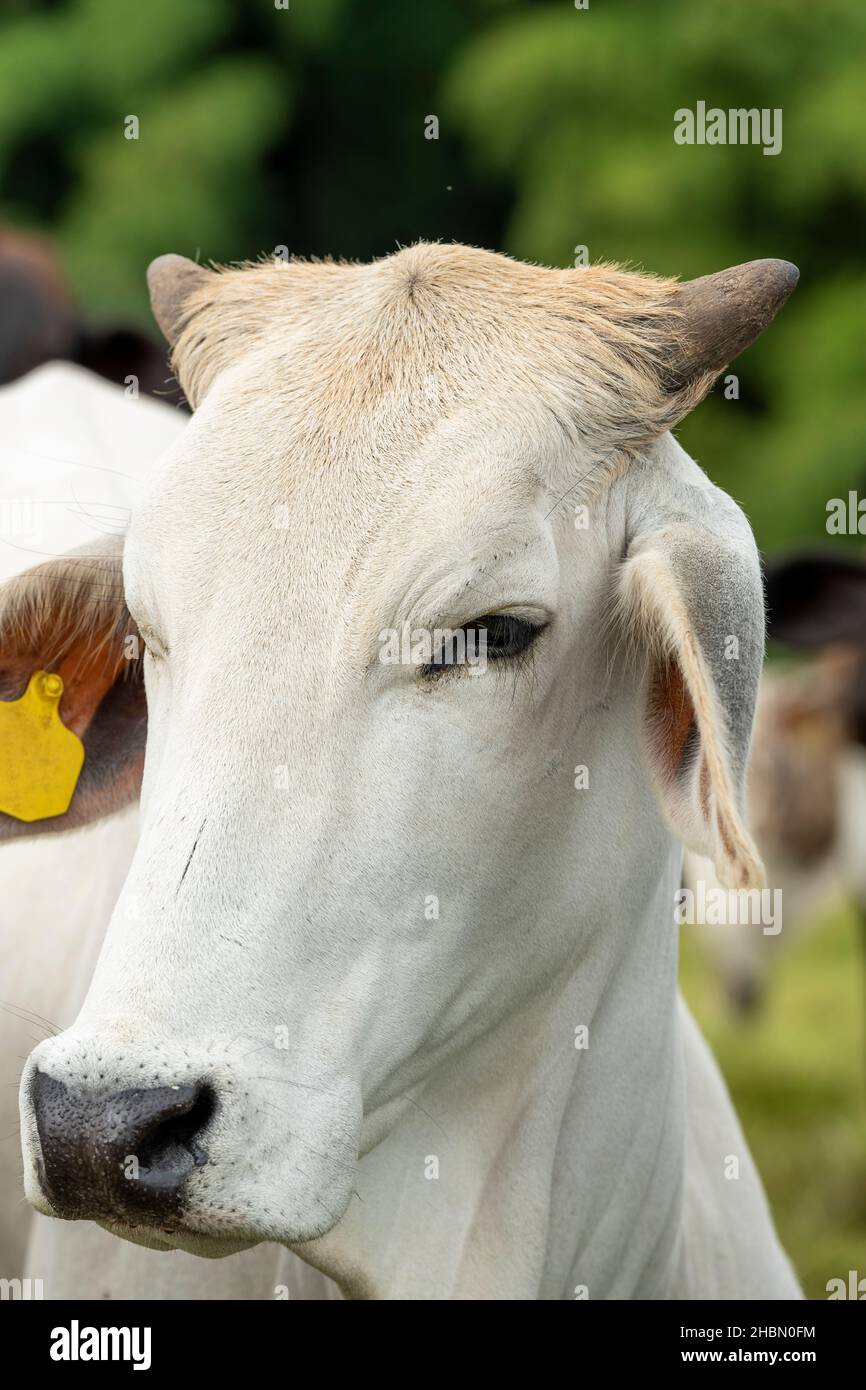 White Brahman Beef cattle standing by a fence, looking at the camera ...